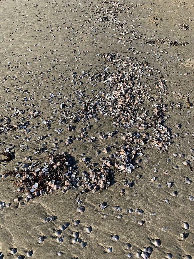 What’s That Dead Thing? - Central Coast State Parks Association | CCSPA