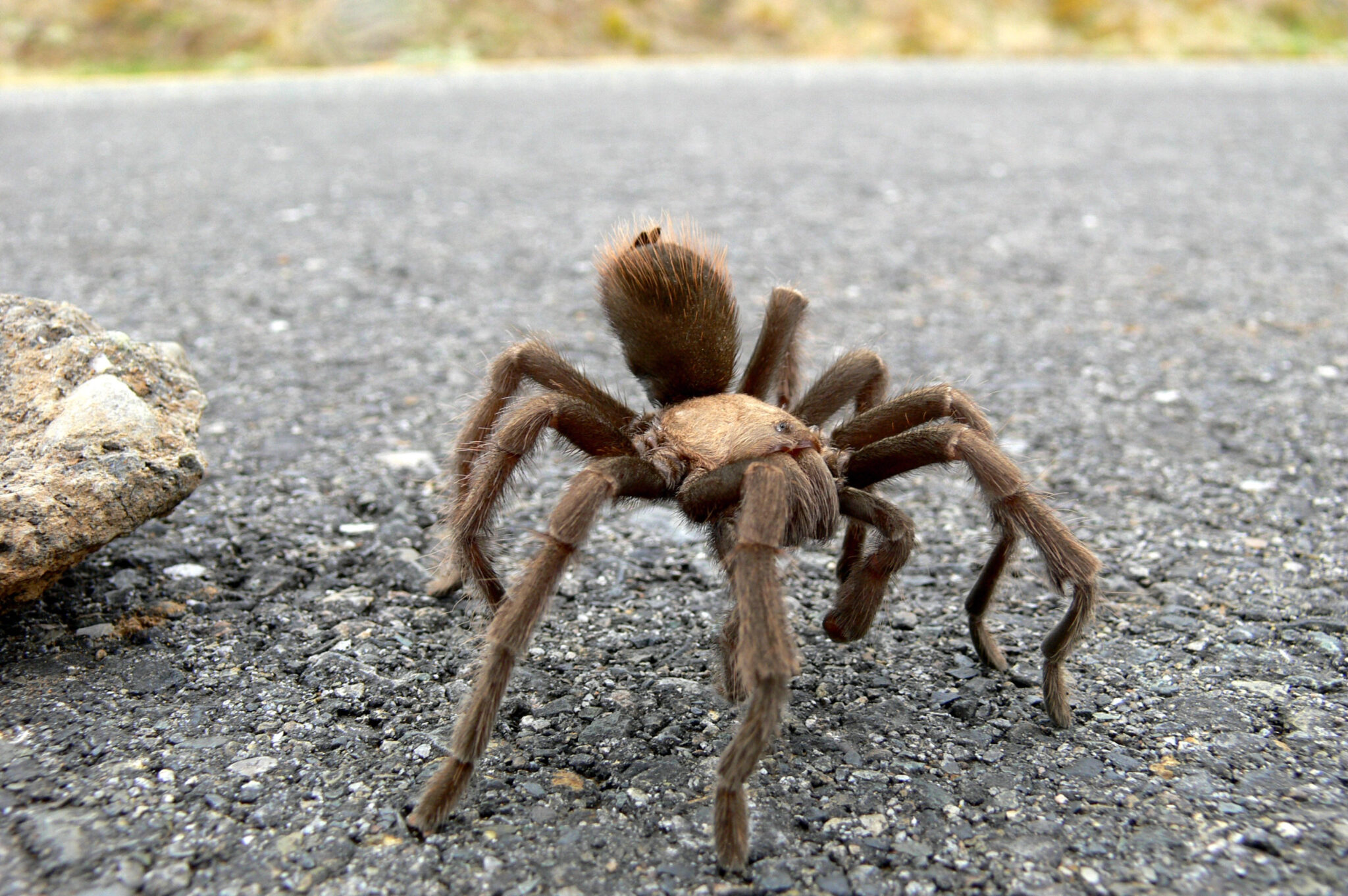 Spider Seasons - Central Coast State Parks Association | CCSPA