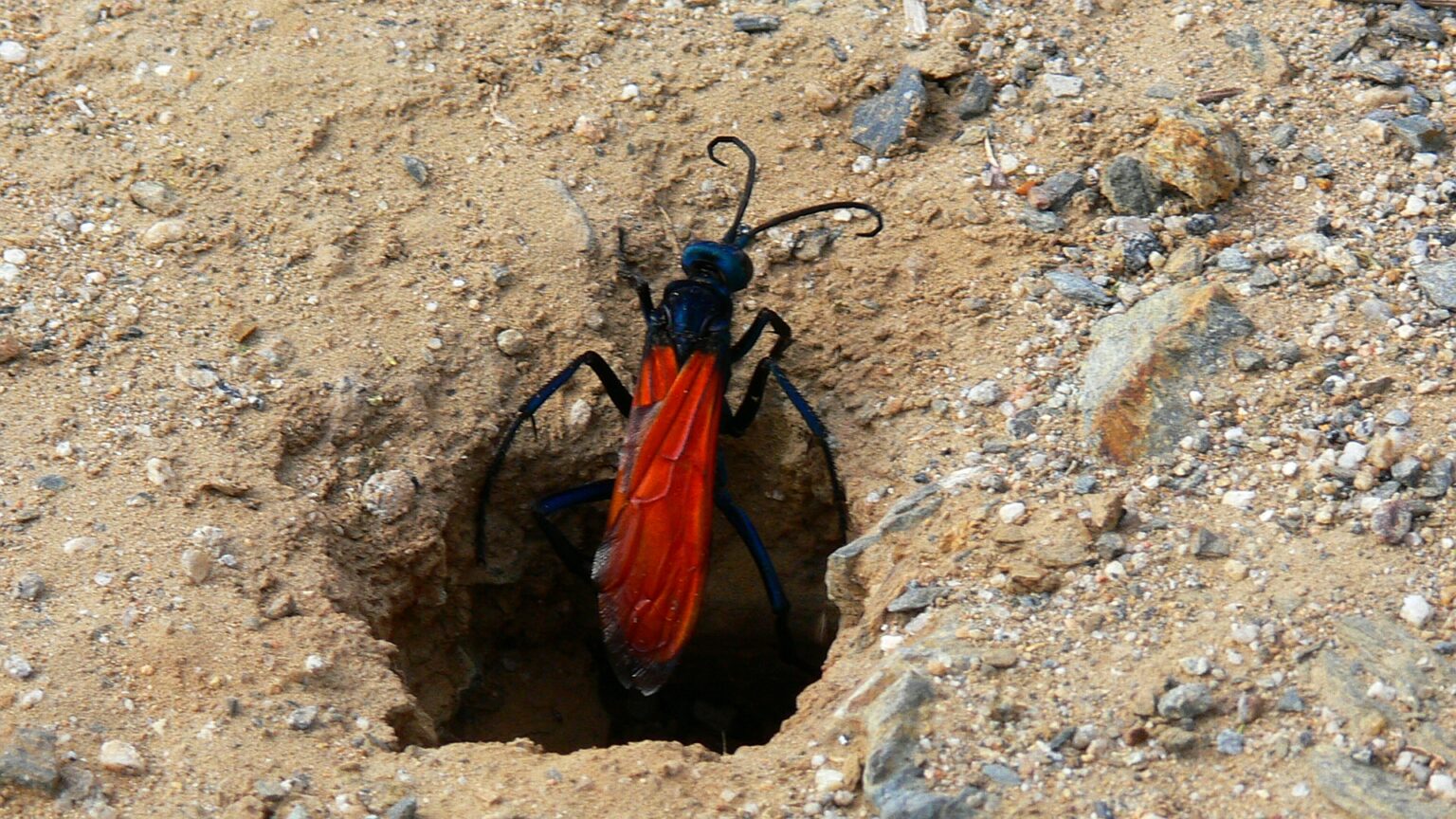 The Tarantula Hawk - Central Coast State Parks Association | CCSPA