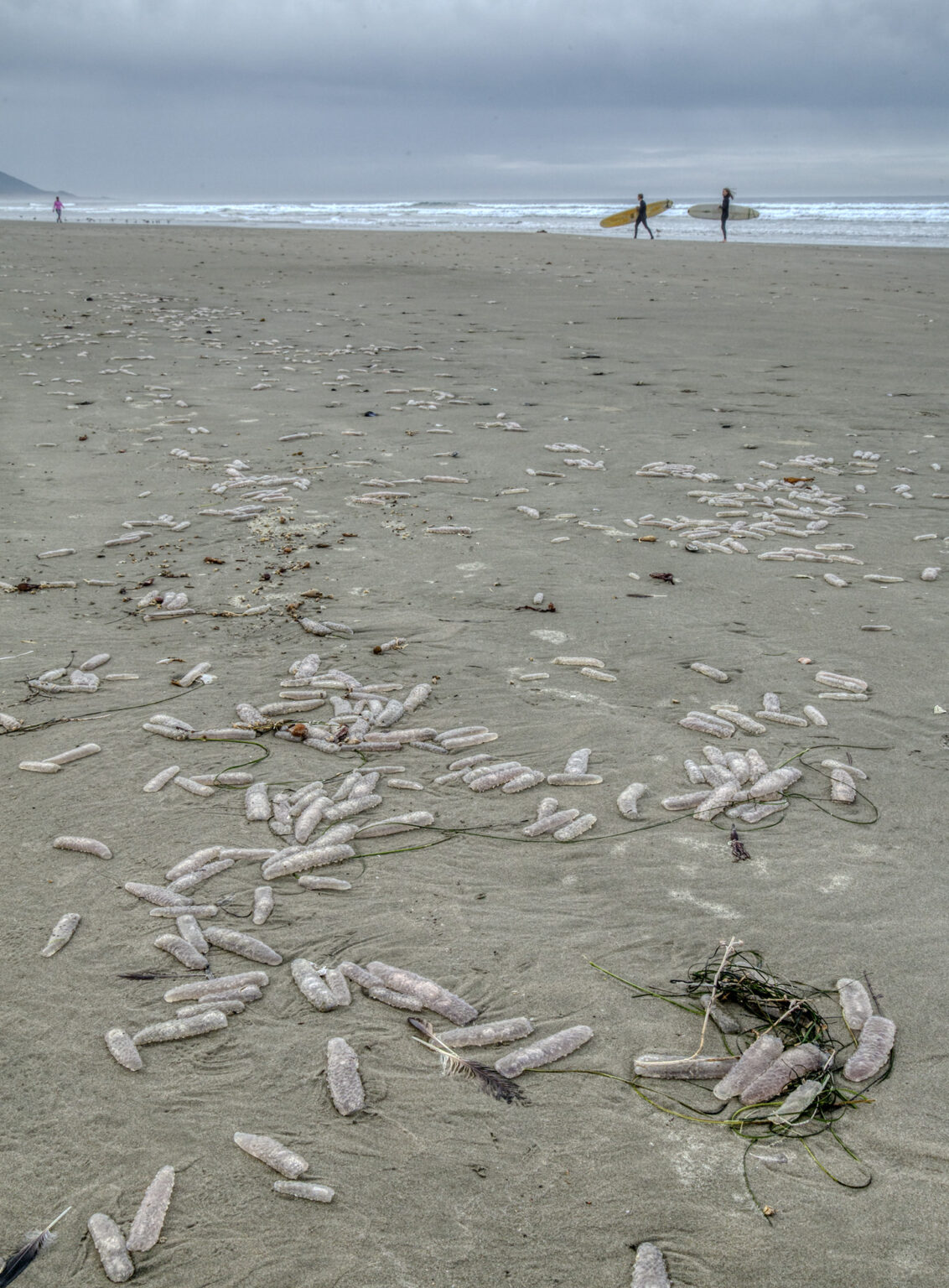 “Sea Pickles” Invade Local Beaches - Central Coast State Parks ...