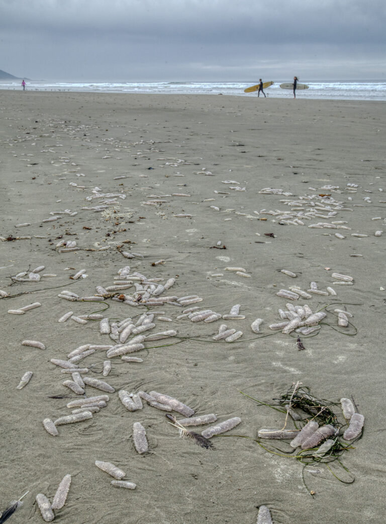 “Sea Pickles” Invade Local Beaches - Central Coast State Parks ...