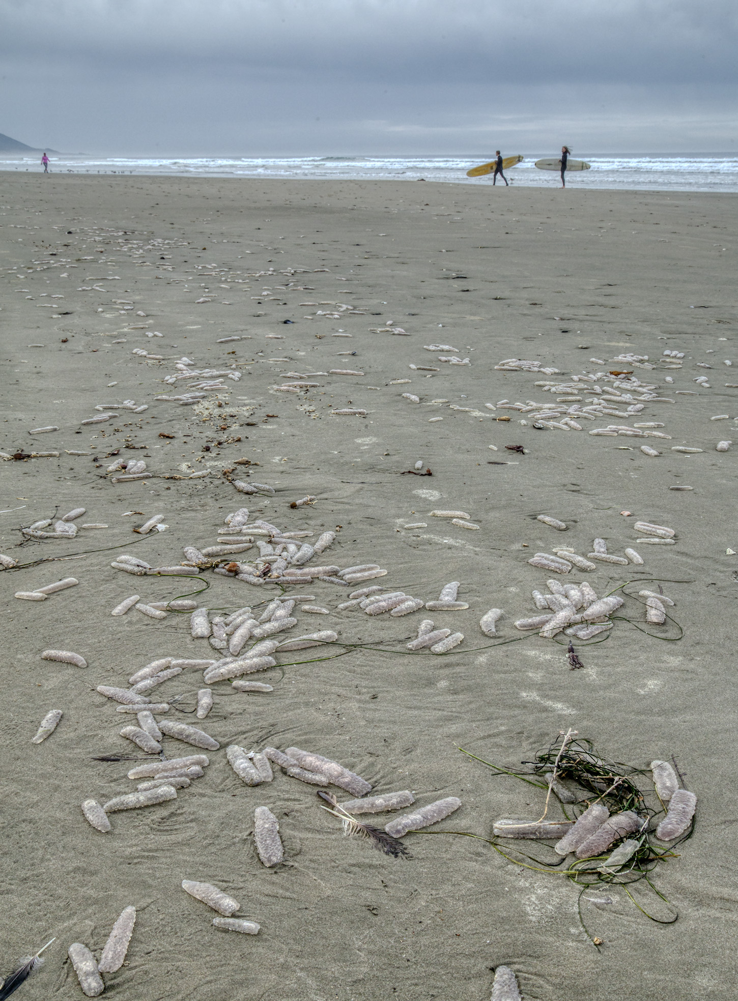 “Sea Pickles” Invade Local Beaches - Central Coast State Parks ...