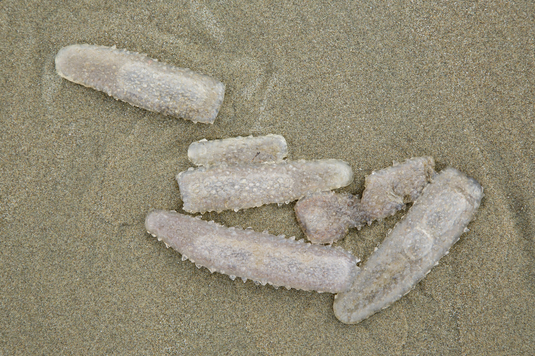 “Sea Pickles” Invade Local Beaches - Central Coast State Parks ...