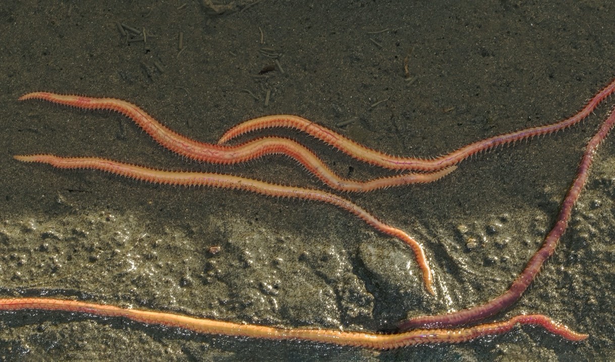Bristle Worms - Central Coast State Parks Association | CCSPA