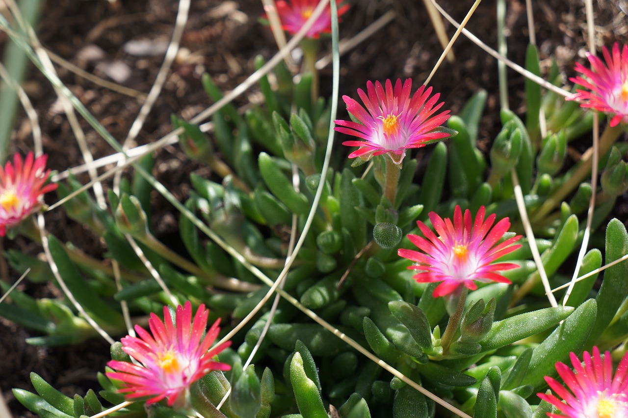 Ice Plant- The Iconic but Destructive Piece of California Coastal ...