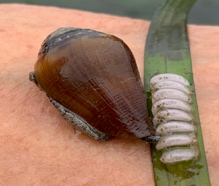 Mud Stories: Californiconus (Conus) californicus, a mighty predator ...