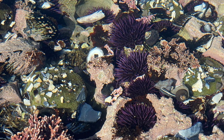 Adventures With Nature | Central Coast State Parks Association | CCSPA