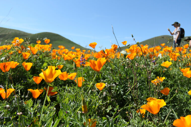 California Poppies: The Golden Blossom of the Golden State - Central ...
