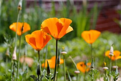 California Poppies: The Golden Blossom of the Golden State - Central ...
