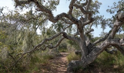 Oak Trees of San Luis Obispo County | Central Coast State Parks ...