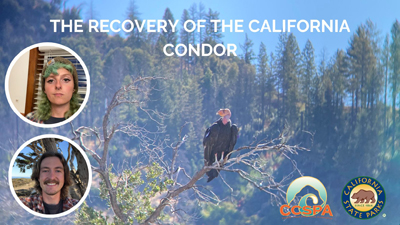 The Recovery of the California Condor Mind Walk | Central Coast State ...