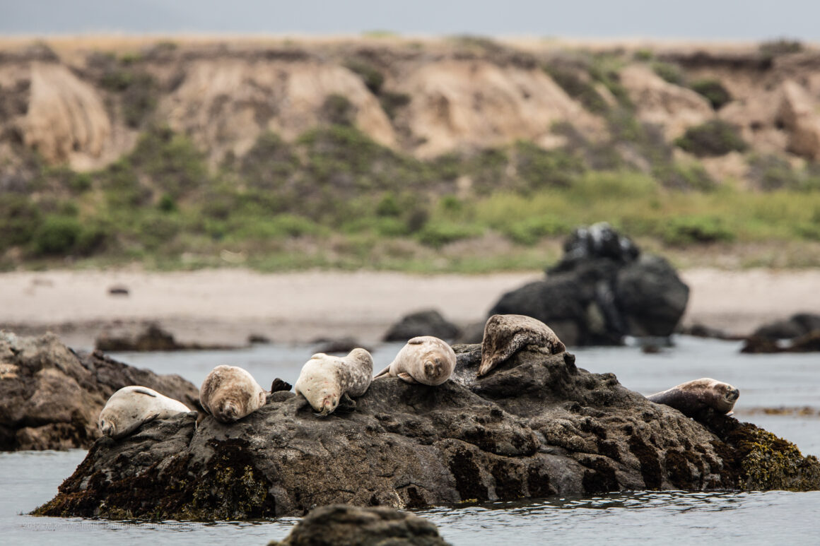 School Groups | Central Coast State Parks Association | CCSPA